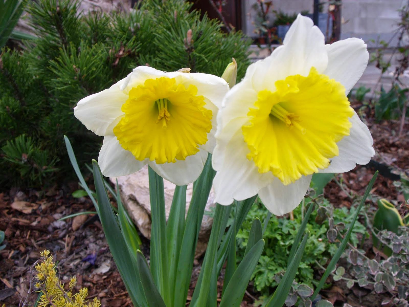 NAŠE ZAHRADY: Růže dlouhodobě kvetoucí voňavé jako malý kruhový ...