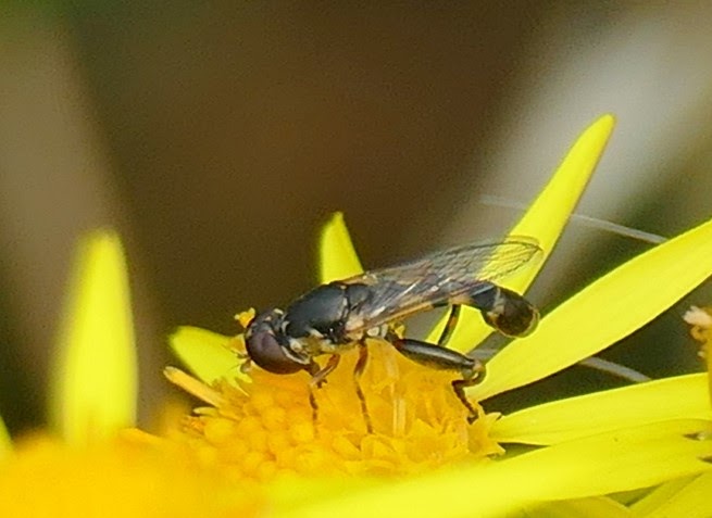 Northamptonshire Birding: More Ragwort insects