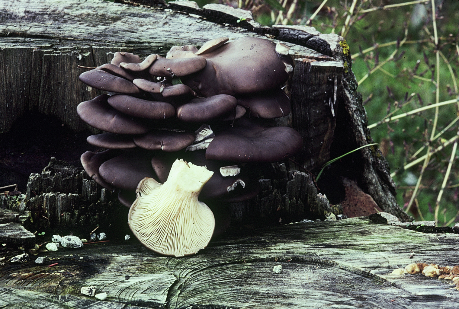 HONGOS DE AMERICA Y OTROS CONTINENTES: FAMILIA: Pleurotacea. GENERO ...