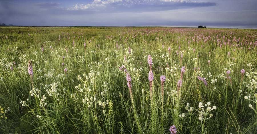 Strategies for Stewards: from woods to prairies : Secret Prairie ...