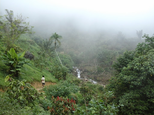 Cara Membuat Rorak Di Kebun Kakao