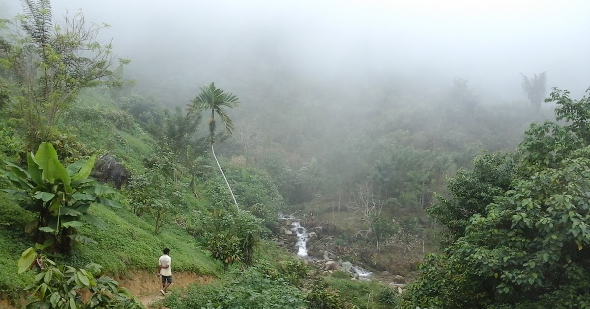 Cara Membuat Rorak Di Kebun Kakao