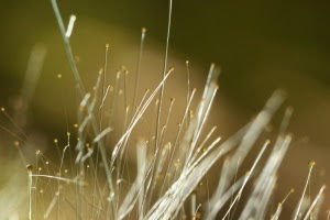 MACAM-MACAM MIKROORGANISME | DUNIA MIKROORGANISME