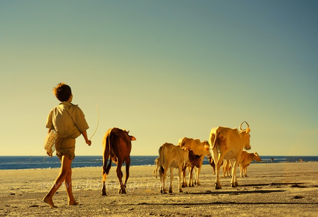 Liana Atuk Bijael, Si Gembala Sapi Noka Haumeni - TAFENPAH.Com