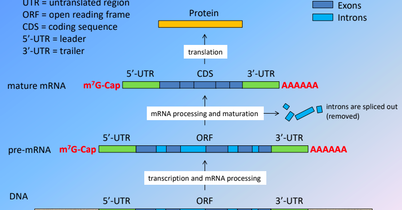 About Molecular Biology : Genlerin Yapısı Ve Ekspresyonu | 2 (Promotor, 5' Ve 3' UTR, RNA İşlenmesi)