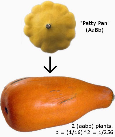 The first model for this cross is that the pollen came from a male ...