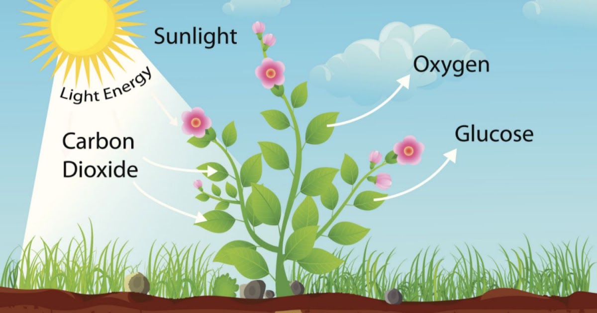 Exam Preparation - Biology Study Material and Notes