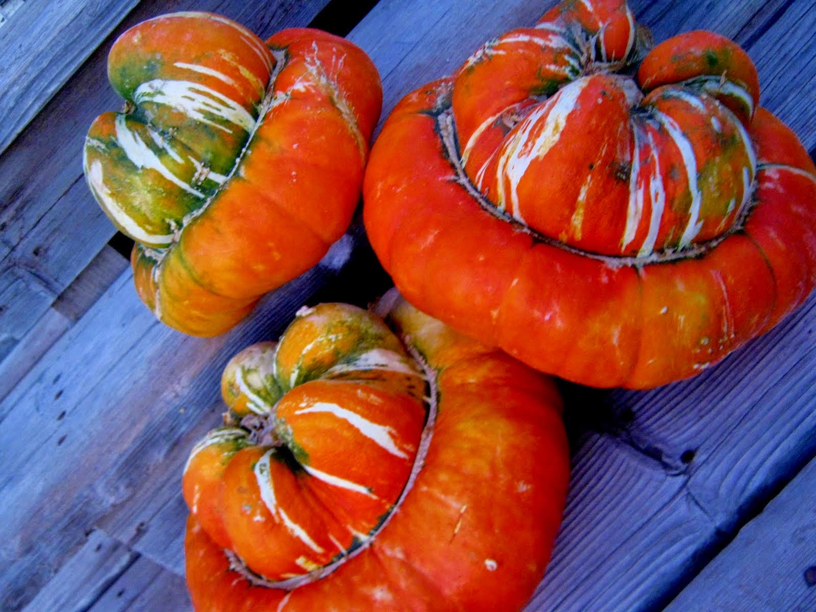 Cricket Song Farm: TURKS TURBAN SQUASH