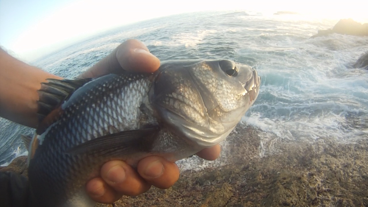 solorobalizas: Vídeo: Robaliza con “Sandeel Mackerel” cabeza personalizada