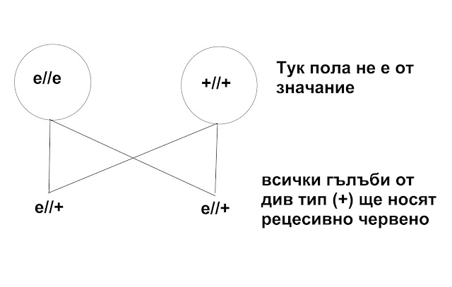 Съвети за отглеждане и здравеопазване на гълъби .: Рецесивно червено ...