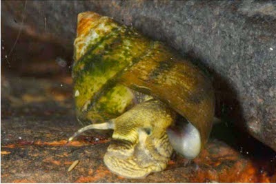 Sciency Thoughts: A new subspecies of Polygyrid Snail from West Virginia.