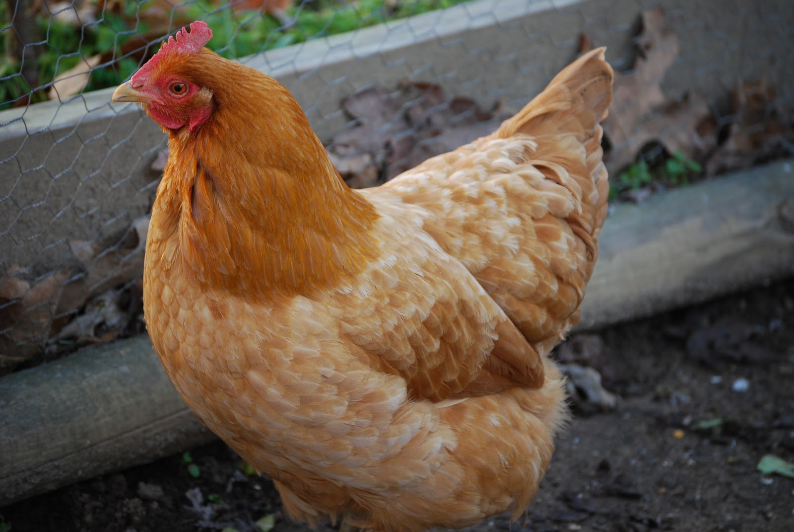 The Daily Coop: Meet our new girls - Butterscotch & Tellicherry