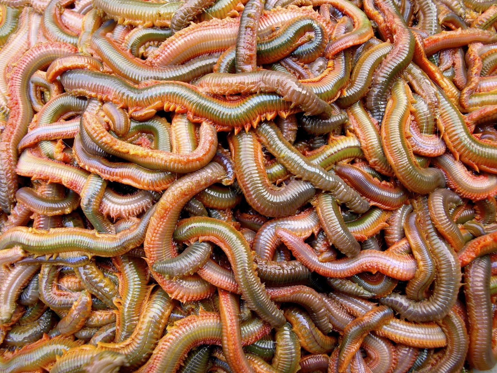 Noble's Fishing - Hints & Tips: Looking after your Ragworm