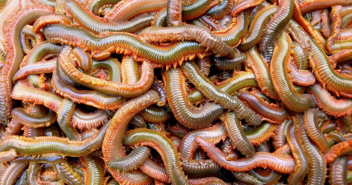 Noble's Fishing - Hints & Tips: Looking after your Ragworm