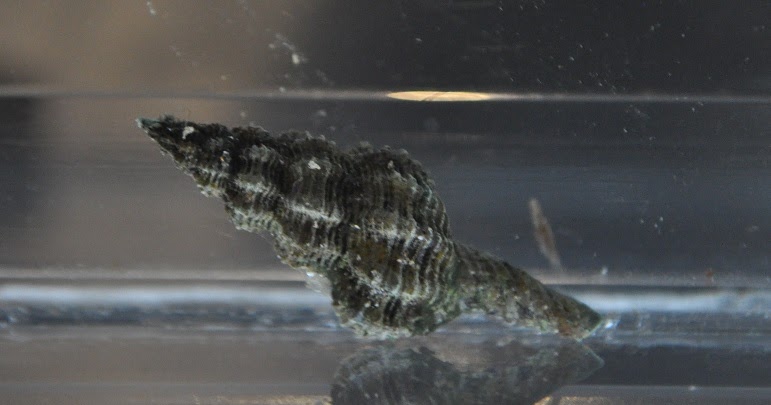 ZOOTOGRAFIANDO (5.836 ANIMALS): CARACOLA TROMPETA (Ranella olearium)