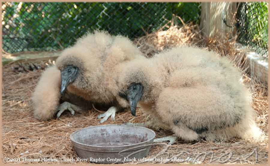Landing Heron.. awkward beauty Cats, Photos,Jewelry,Jesus: Vultures ...