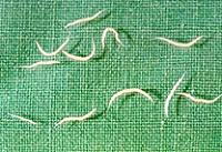 Constipation-concepts: Intestinal worms and Stomach parasites