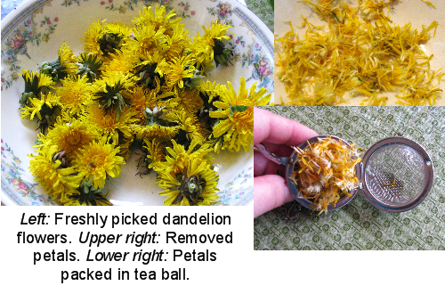 Eating Dandelion Flowers (Dandelion Flower Tea Recipe) - Proverbs 31 ...