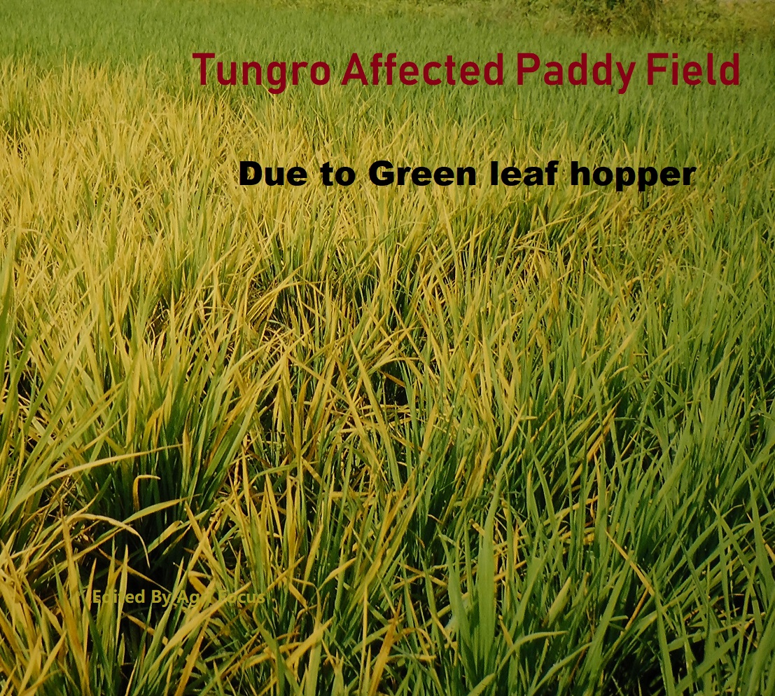 Green leaf hopper of Paddy - AGRI FOCUS