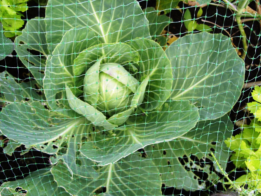 Kelli's Northern Ireland Garden: Veg past and present (leek, cabbage ...