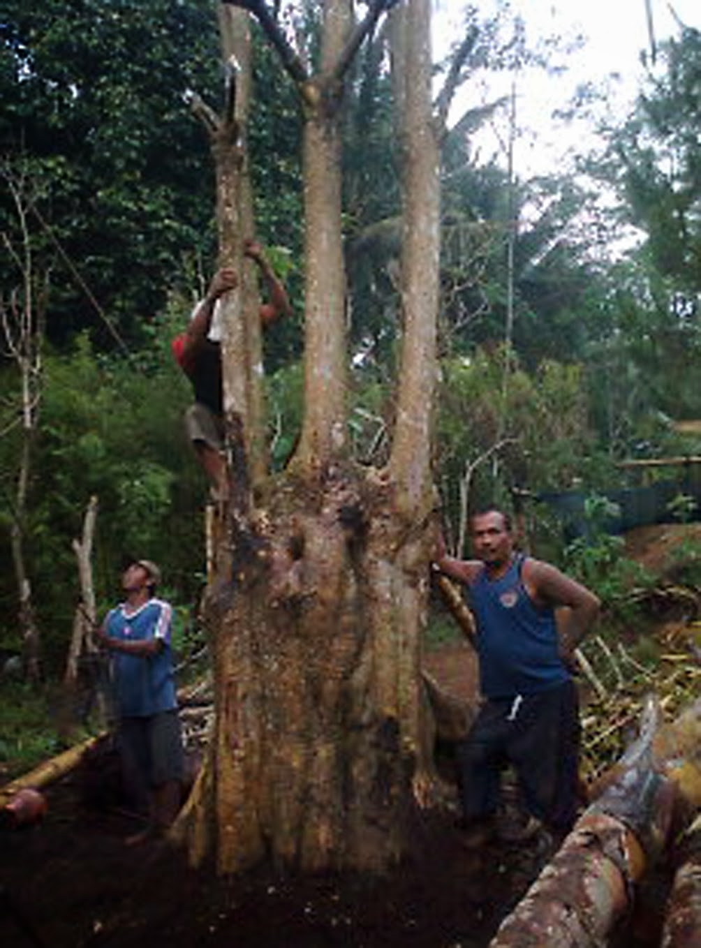 Pohon Pule (Jual Pohon Pule) ~ Arya Flower Landscape