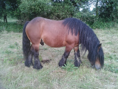 Euskal Herriko Mendiko Zaldia: 09/21/11