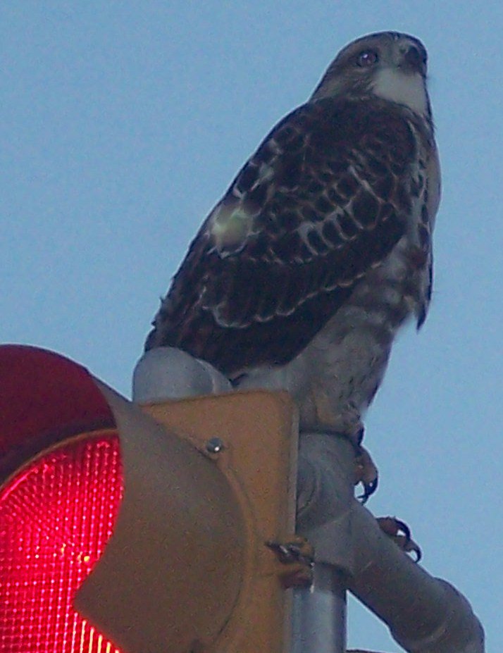 Hawkwatch at the Franklin Institute: News of #3 - and an eyass finally ...
