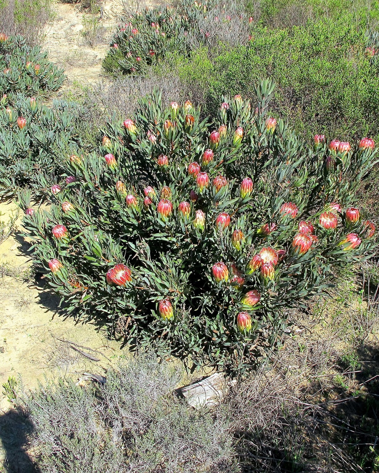 Climate change research in partnership with Thoreau: South African ...