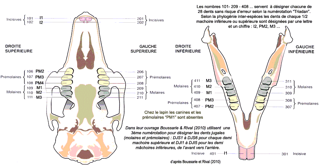 Clinique vétérinaire des Dunes: Les soins dentaires du lapin / cobaye ...
