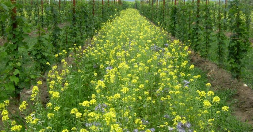 Ricerca, nelle radici delle leguminose un aiuto all'agricoltura sostenibile