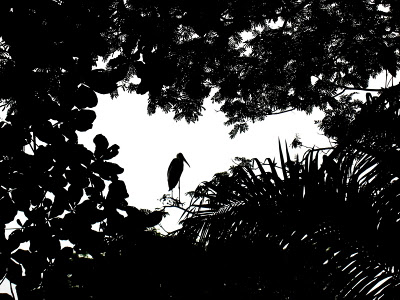 Lonely Sad Birds I am so Lonely I'm So Lonely...