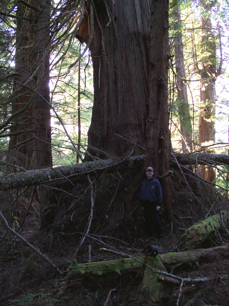 Vancouver Island Big Trees: Refugee Tree: Largest Red Cedar In The CRD