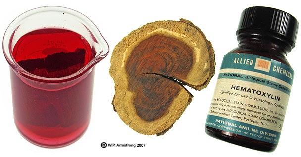 We Know Mohs: Hematoxylin, where does it come from?