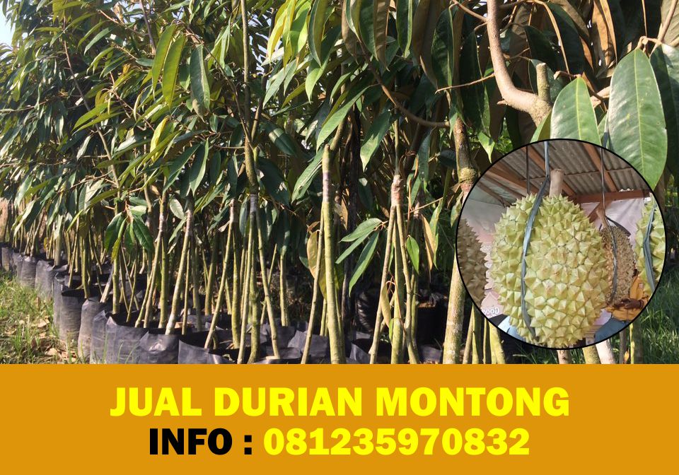 Jual Bibit Pohon Durian Montong