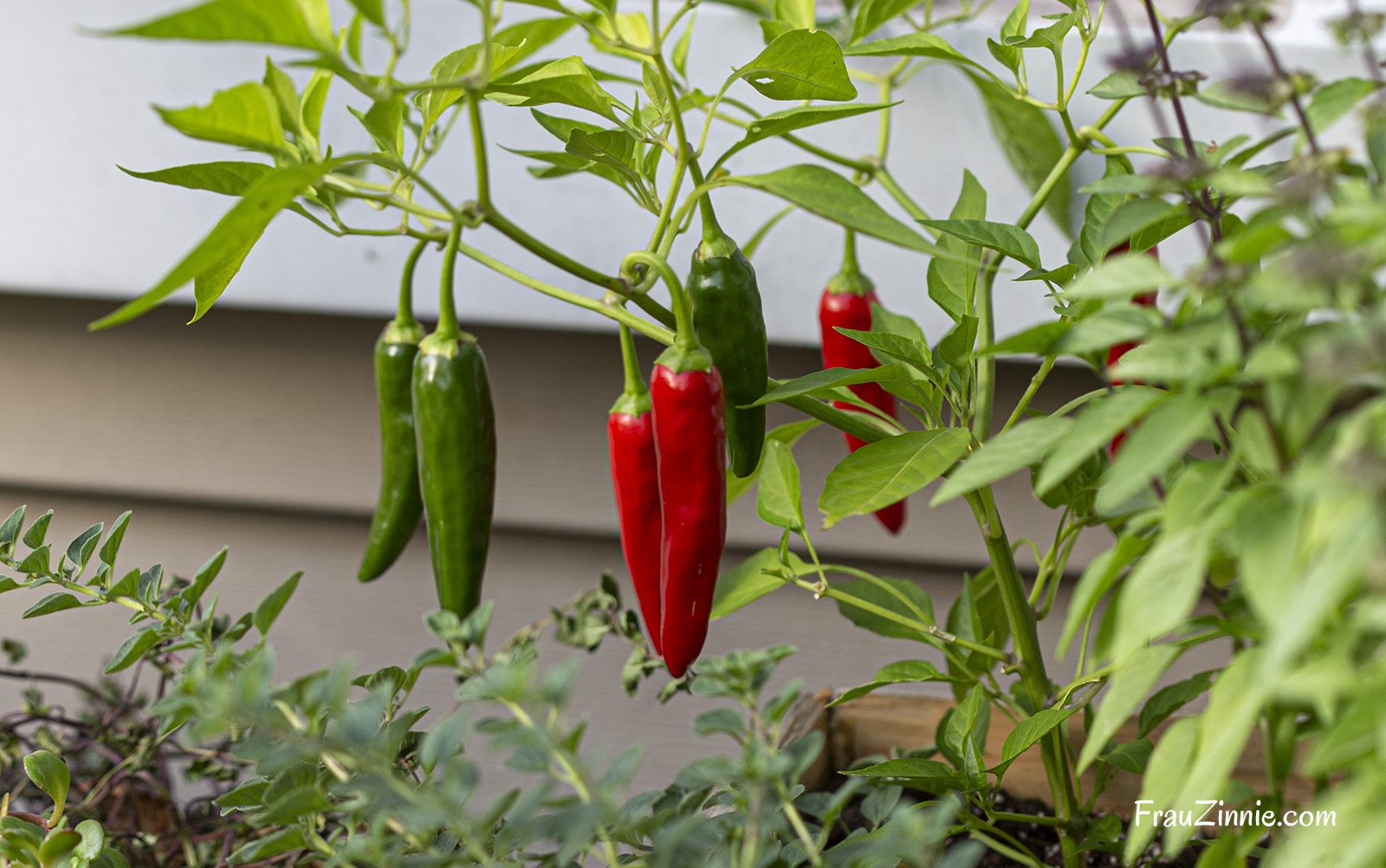 Sneak peek: "Micro Food Gardening" | Frau Zinnie