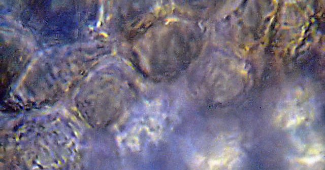 Don Schaeffer's Photos and Art: Banana Skin Cells inside and out