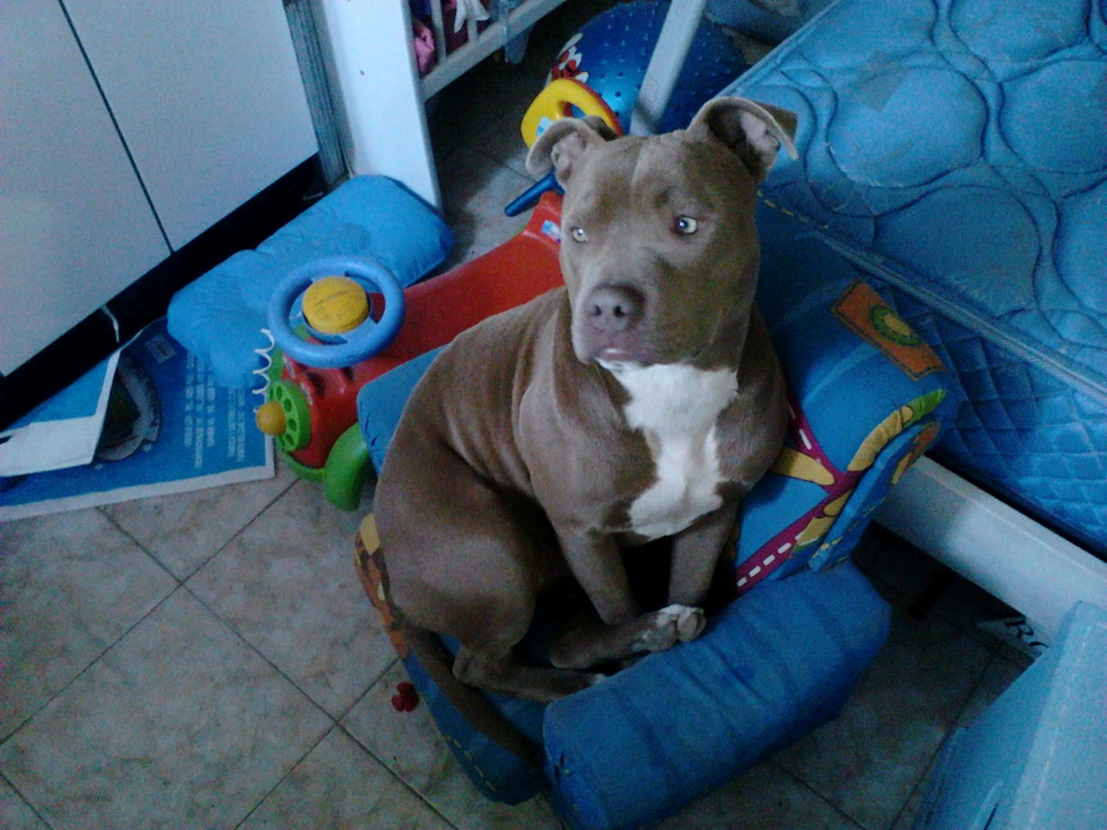 Pigmentaciones/Colores Del Pitbull: La historia del pitbull (APBT)