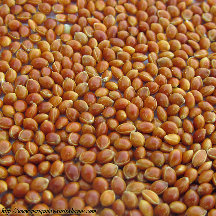 pajarosautralianos: Nutrición y alimentacion