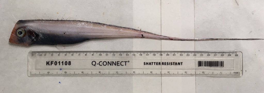 Depth and Taxa: Will the Real Oarfishes, Please Swim Up?!