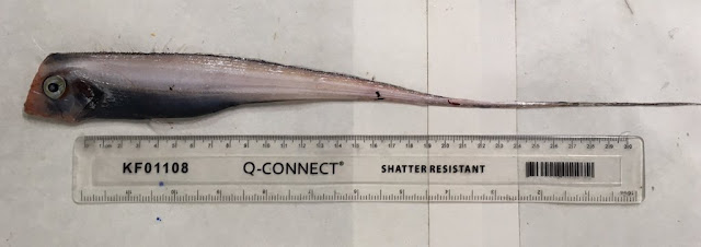 Depth and Taxa: Will the Real Oarfishes, Please Swim Up?!