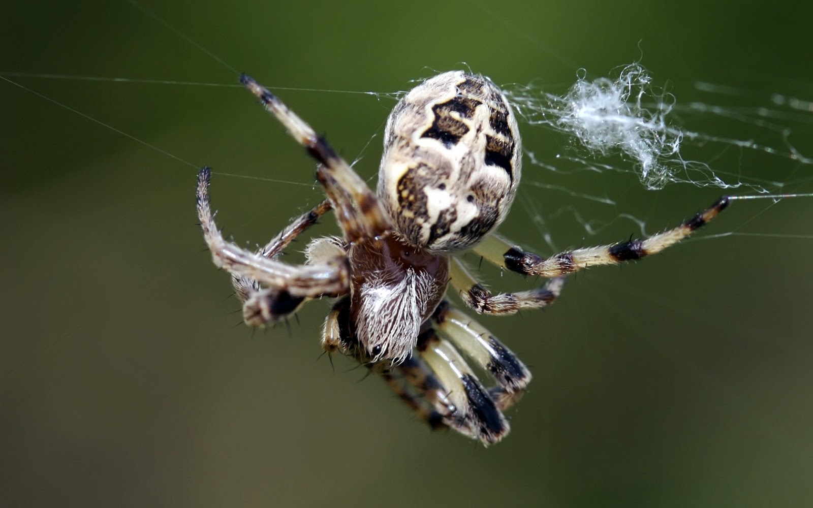 Beautiful Wallpaper: Insects hd wallpaper, high resolution wallpaper