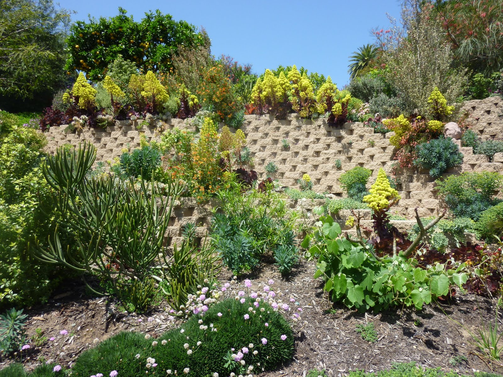 A Place to Share: Welcome to the Encinitas Garden Tour on Crest Drive