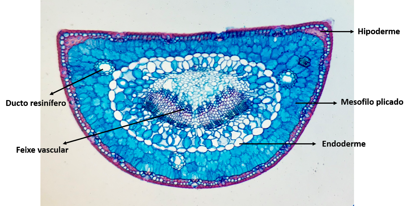 Asteraceae: Folha e variações na estrutura geral