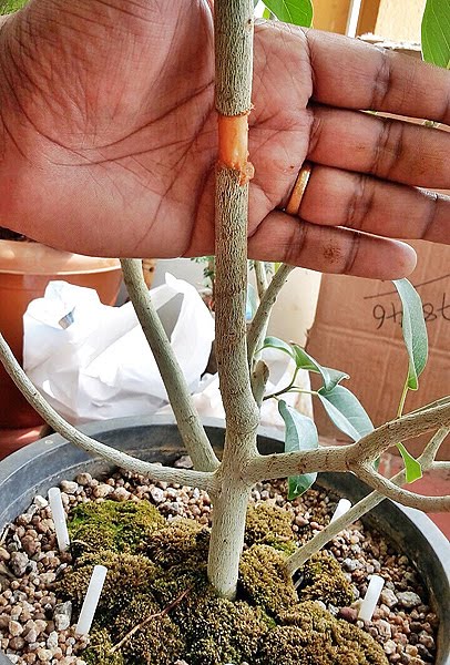 Instant - Bonsai - For - Everyone: Double Air Layering On Same Trunk ...