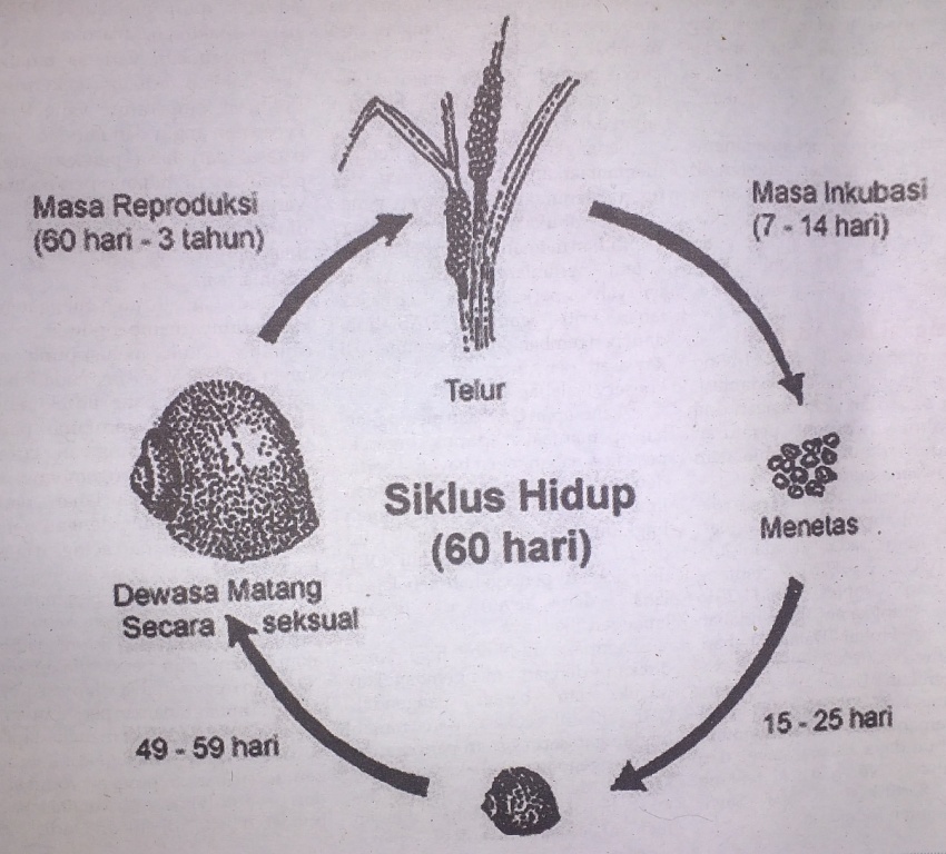 CARA MENGENDALIKAN HAMA KEONG MAS - pemuda tani