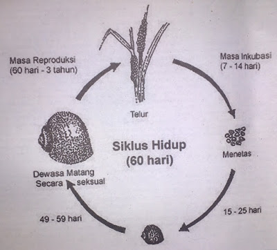 CARA MENGENDALIKAN HAMA KEONG MAS - pemuda tani