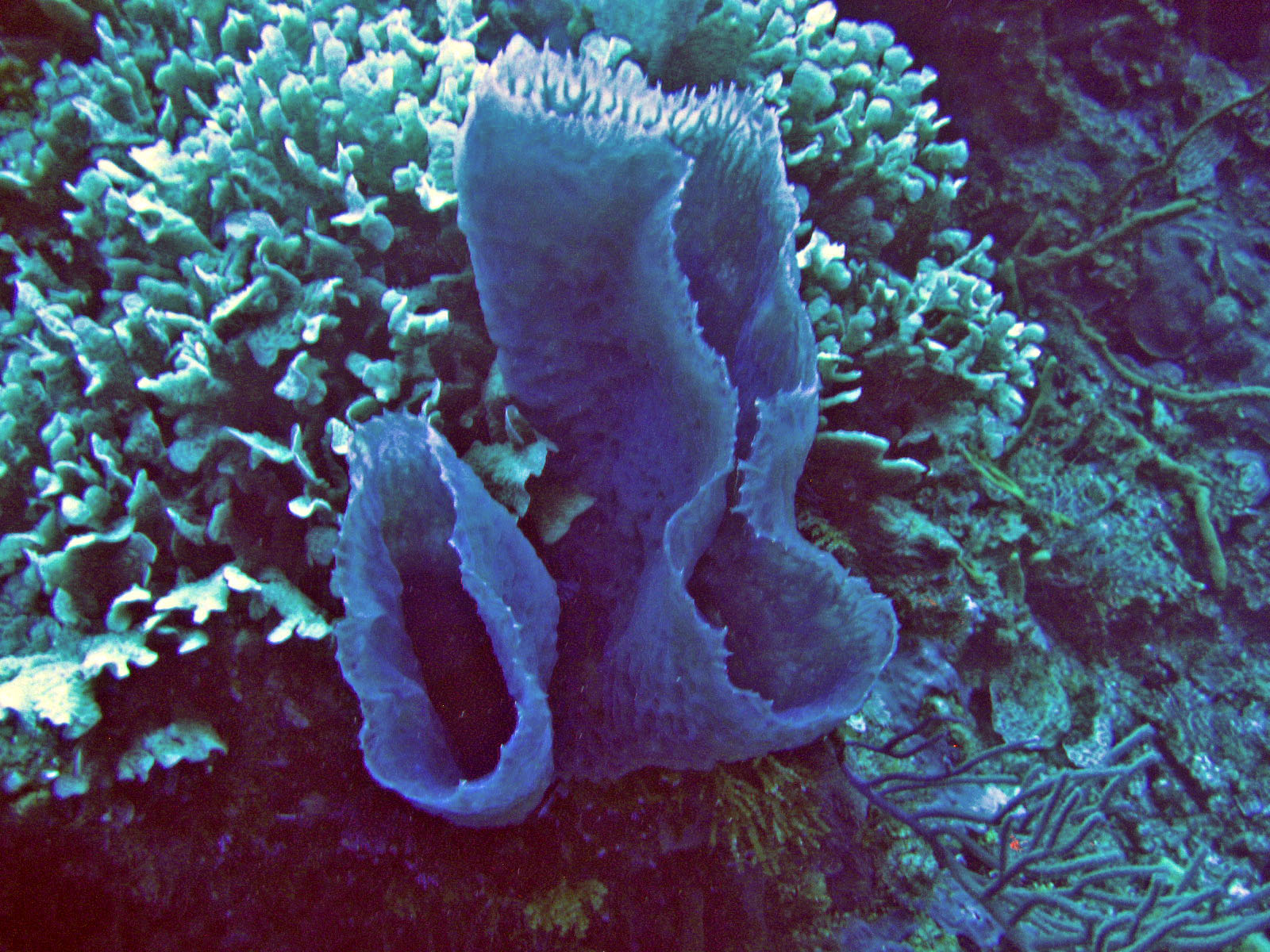 musings of a sea witch: New Header