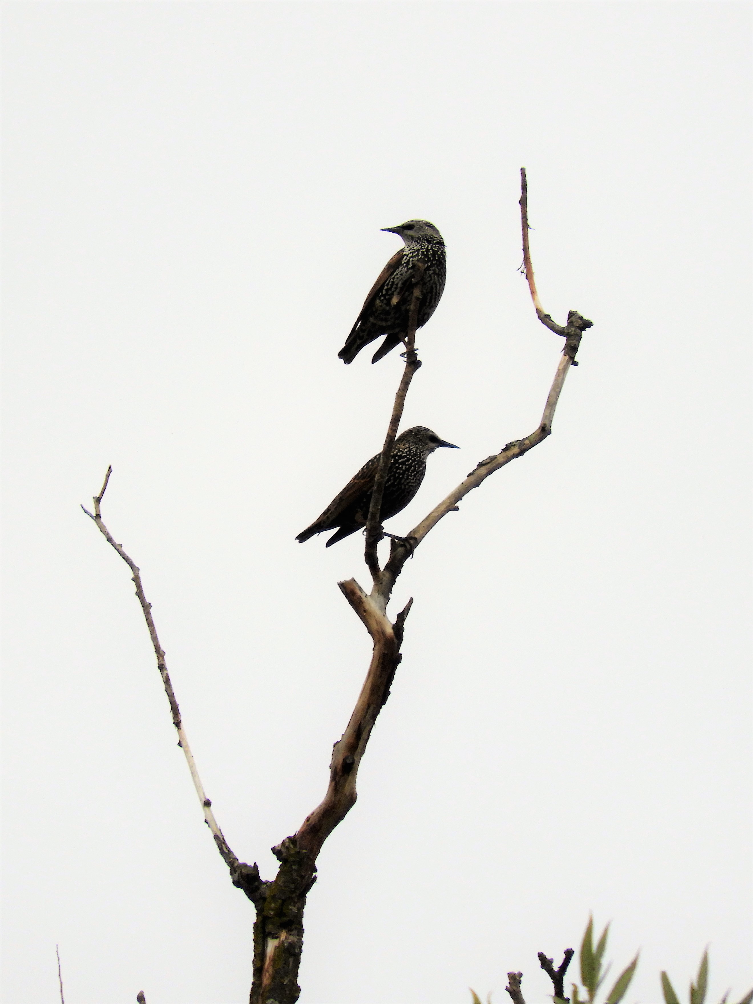 Hillside Park, Waterloo, ON - Travels With Birds