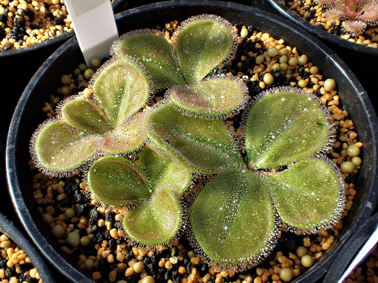 Drosera erythrorhiza complex