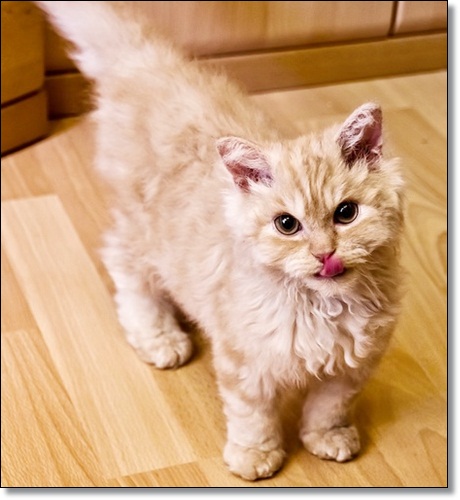 The Pet Tree House - Where Pets Are Family Too : Poodle Cats: The New ...